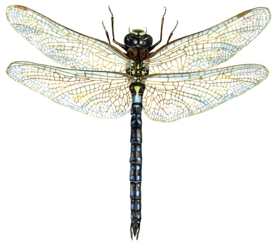 Migrant hawker Aeshna mixta - Lizzie Harper