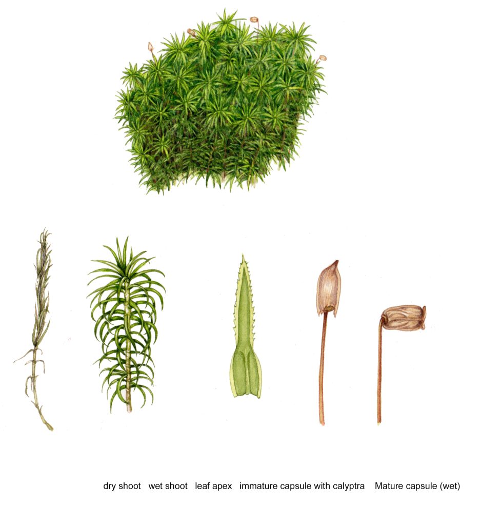 Botanical illustration Archives - Page 3 of 54 - Lizzie Harper