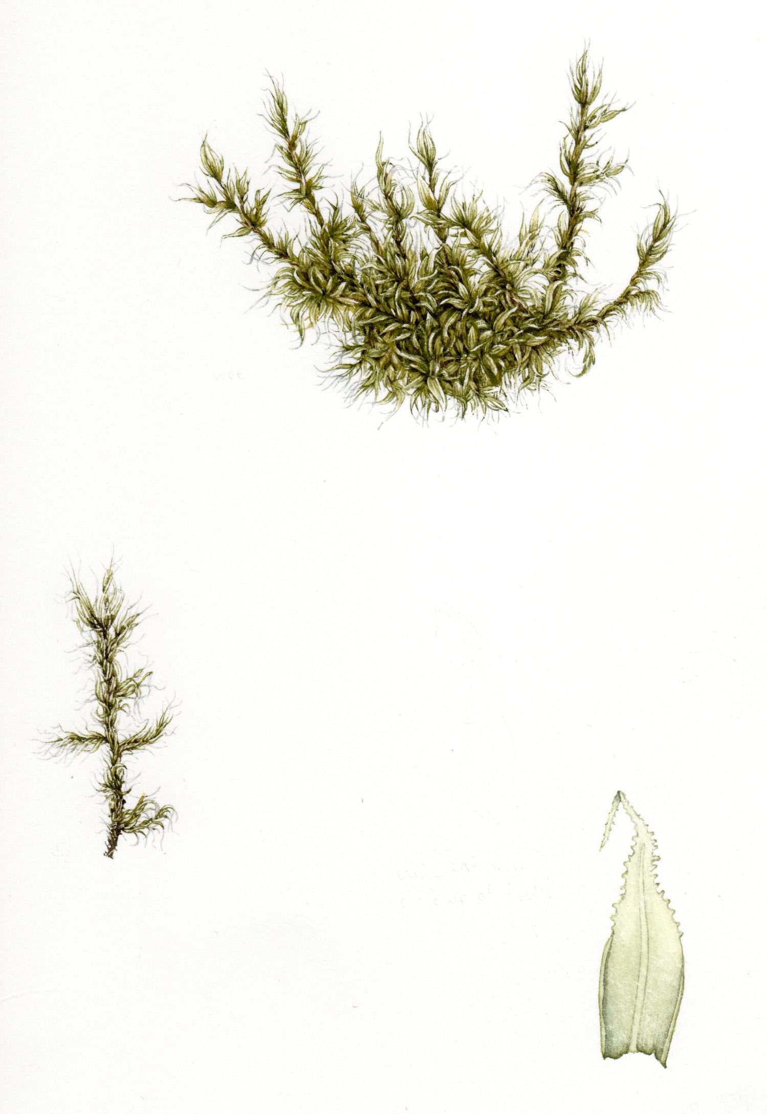 Woolly Fringe moss Racomitrium lanuginosum - Lizzie Harper
