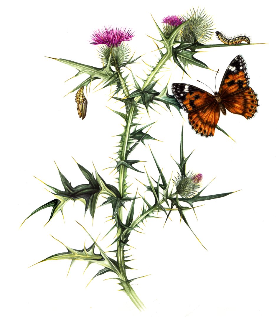 Painted lady Vanessa cardui butterfly with host plant thistle and life ...