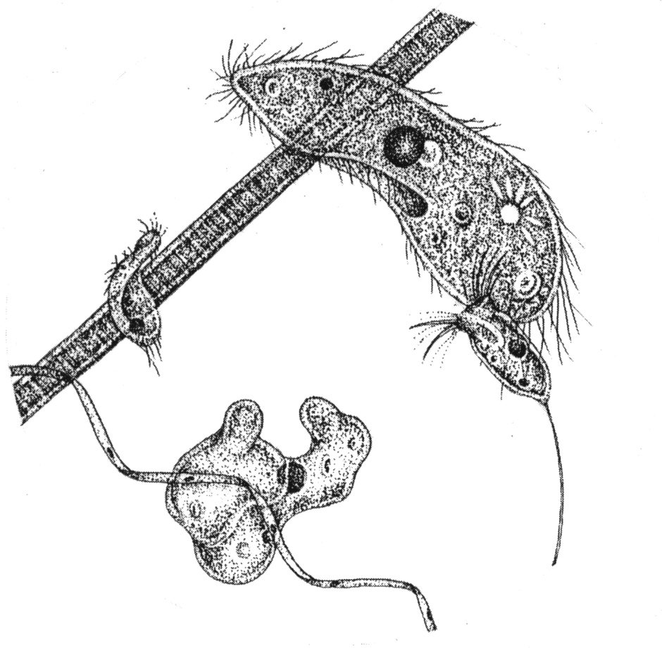 Micro organisms - Lizzie Harper