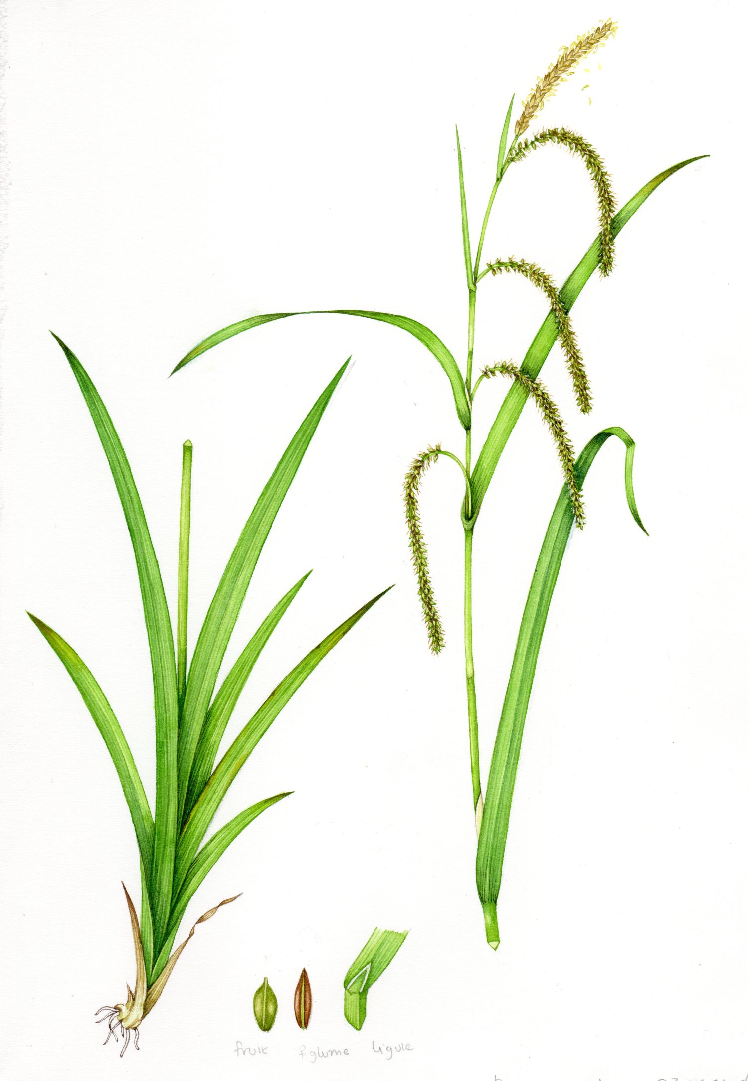 Pendulous sedge Carex pendulosa - Lizzie Harper