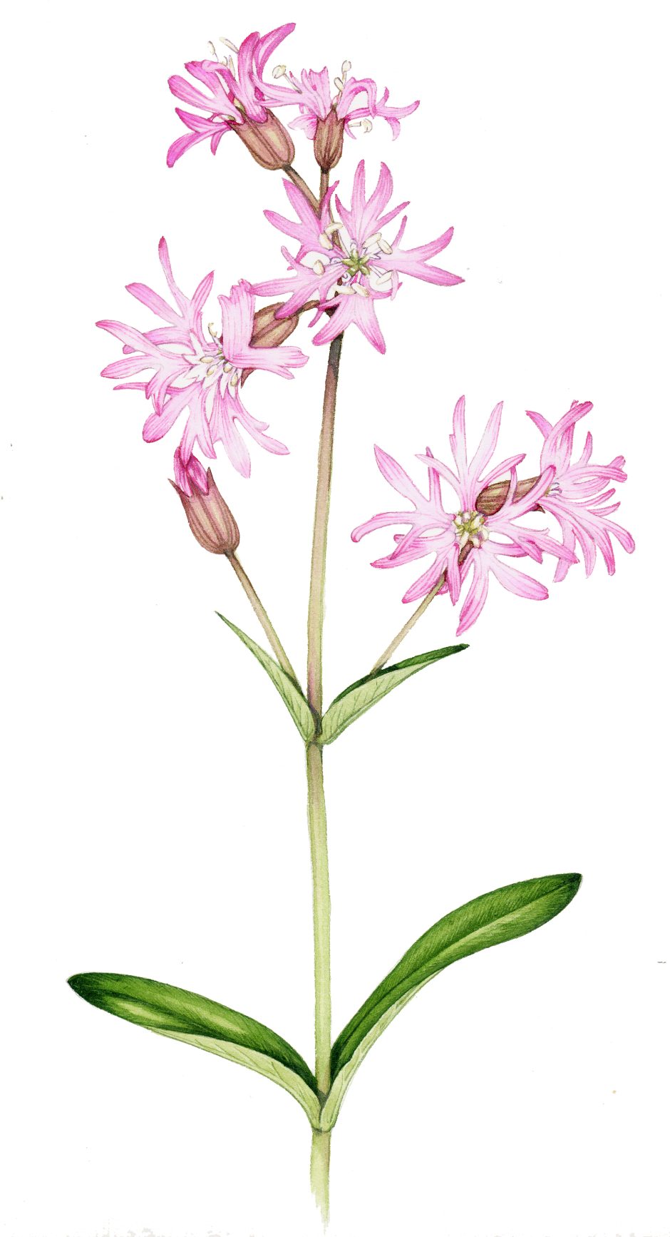 Ragged robin Lychnis flos cuculi - Lizzie Harper