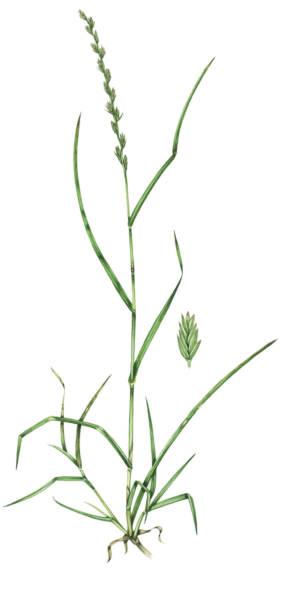 Common Grass species identification: Some easy shortcuts - Lizzie Harper