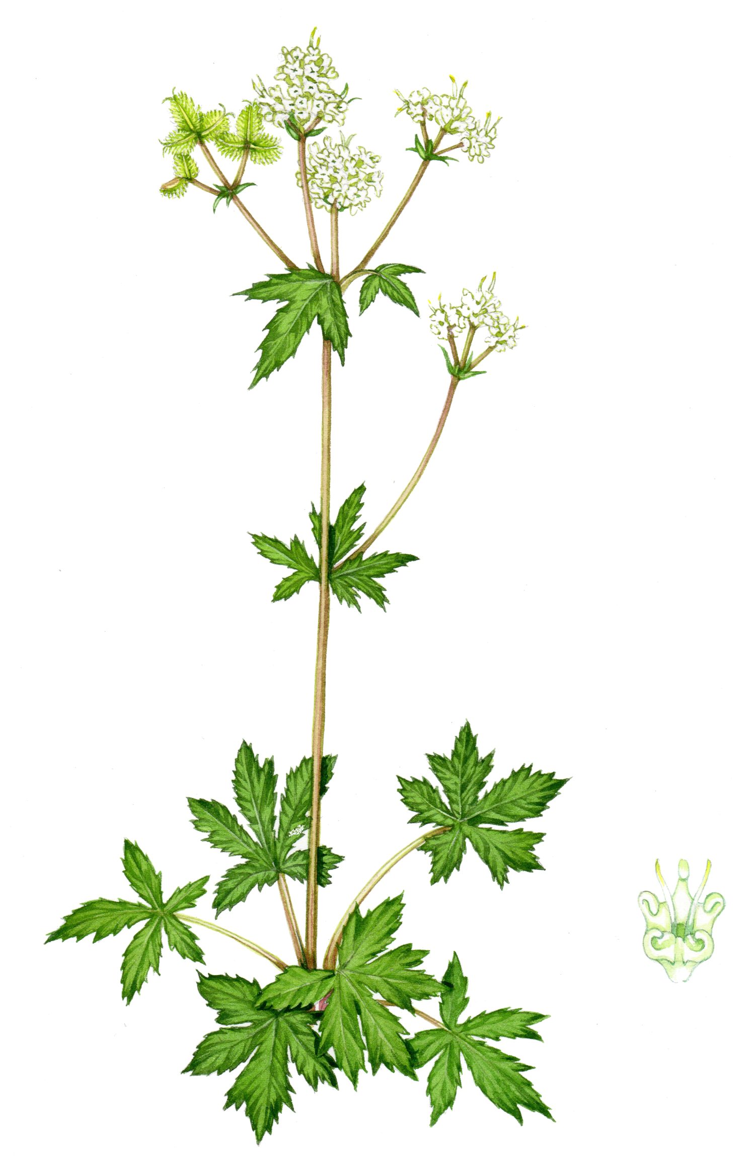 Sanicle Sanicula europea - Lizzie Harper