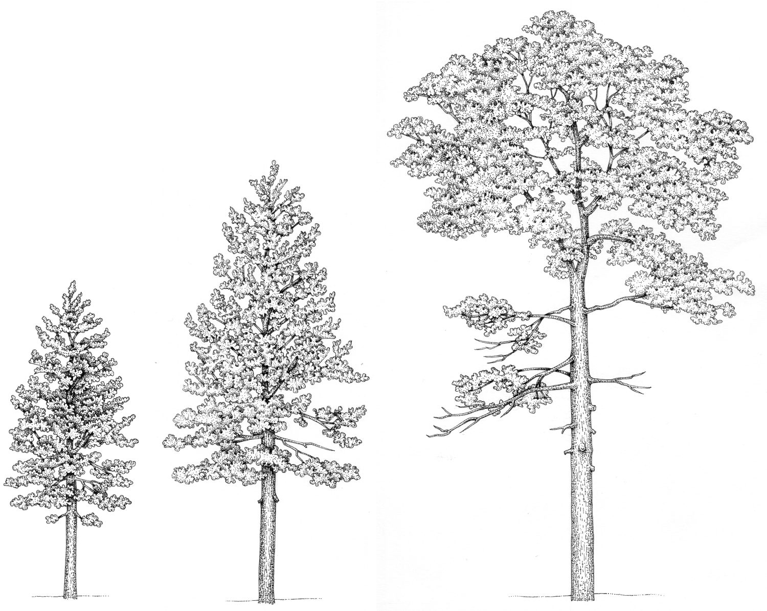 Trees: Scots pine Pinus sylvestris - Lizzie Harper