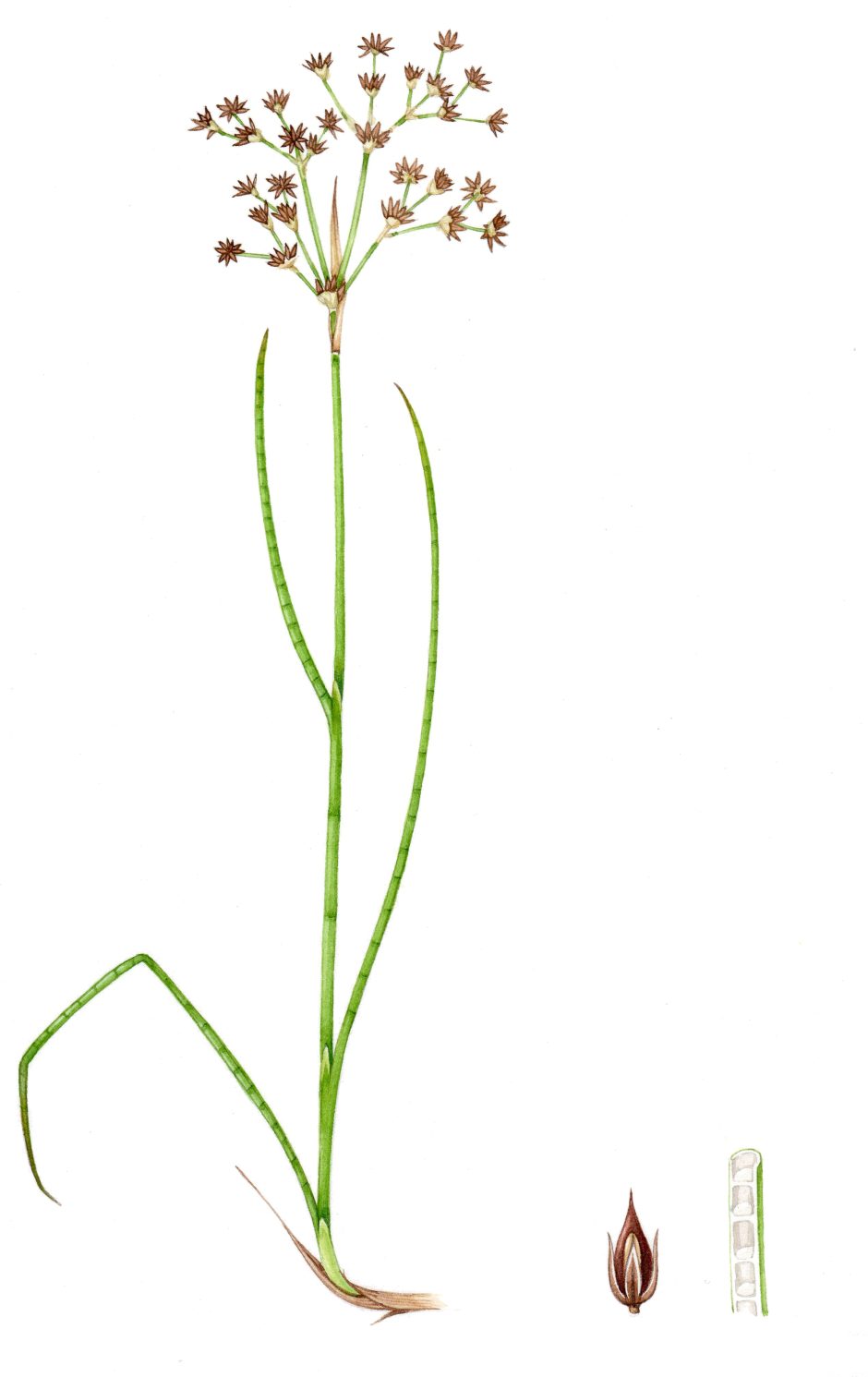 Sedges, Grasses and Rushes: Telling the families apart - Lizzie Harper