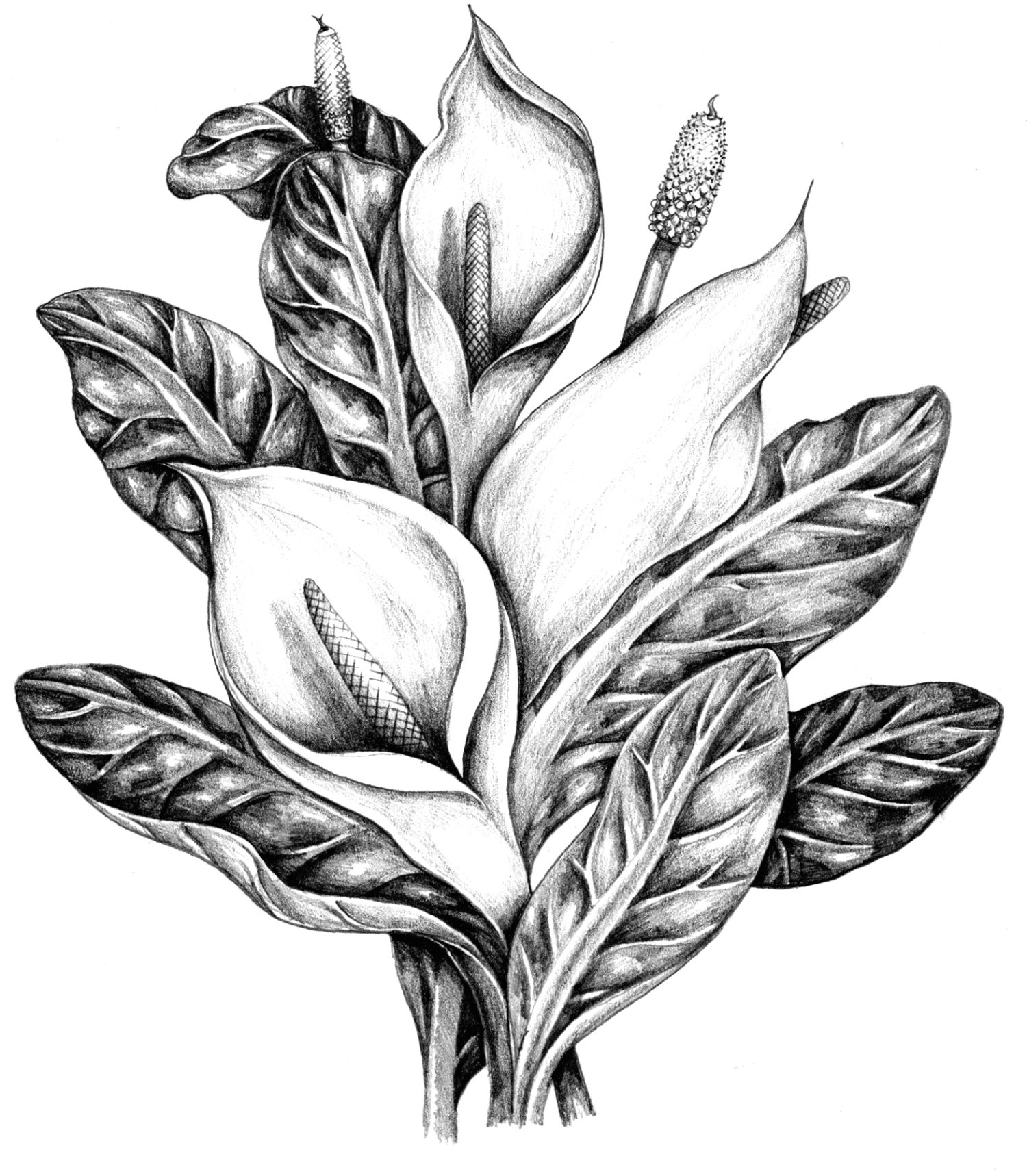 Skunk Cabbage Lysichiton americanus - Lizzie Harper