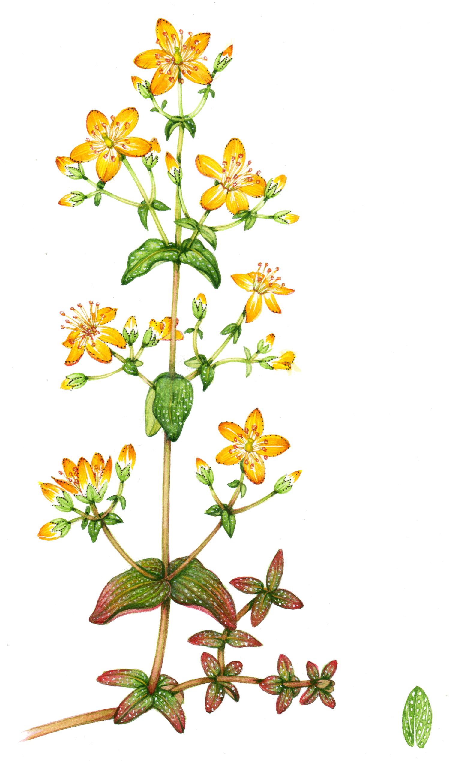 Slender St Johns Wort Hypericum pulchrum - Lizzie Harper