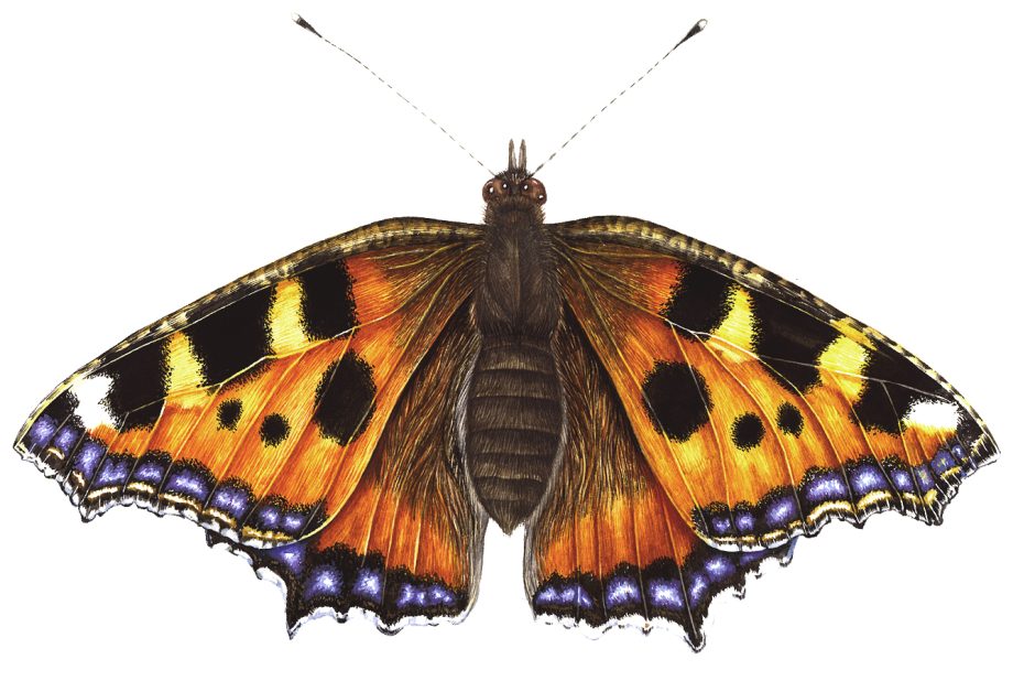 Small tortoiseshell butterfly Aglais urticae - Lizzie Harper