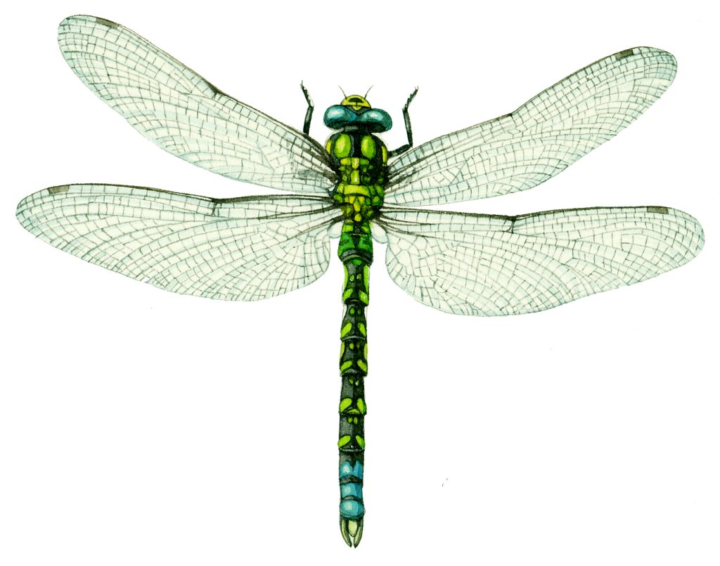 Southern Hawker Aeshna cyanea - Lizzie Harper