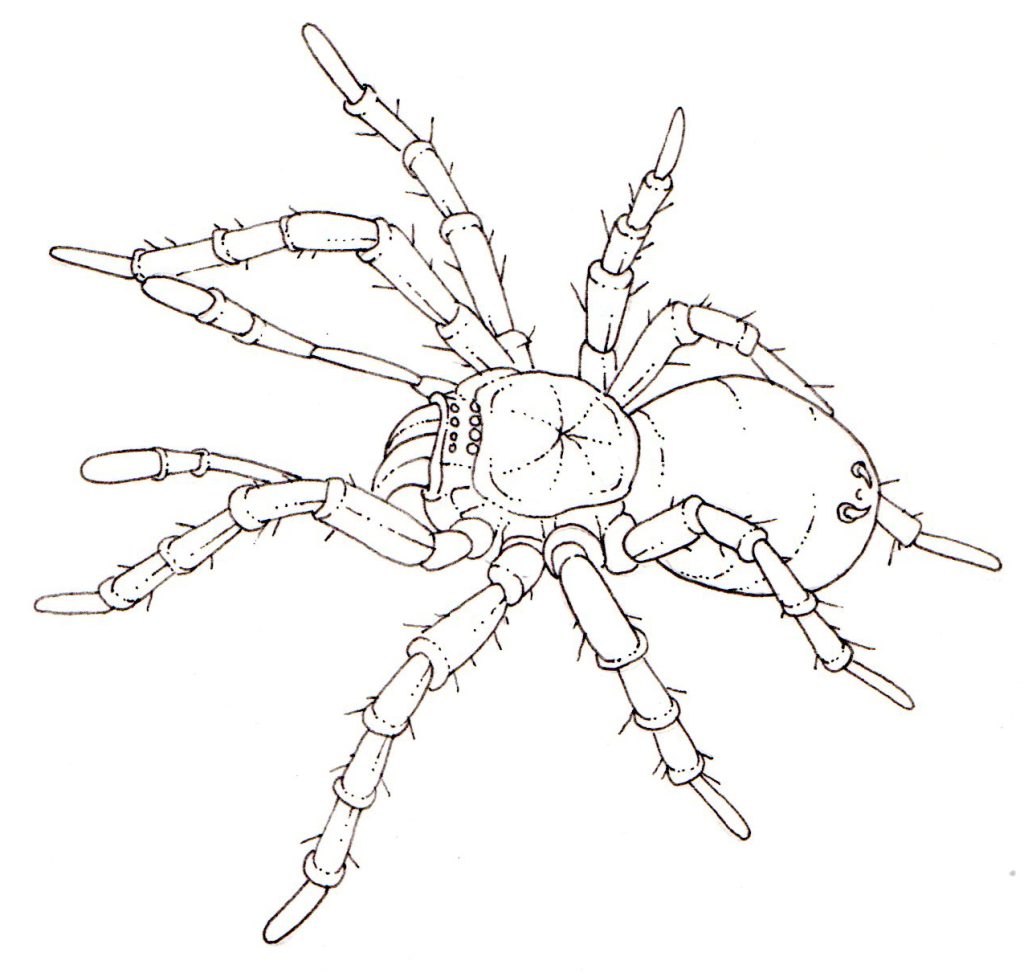 Spider 2 - Lizzie Harper