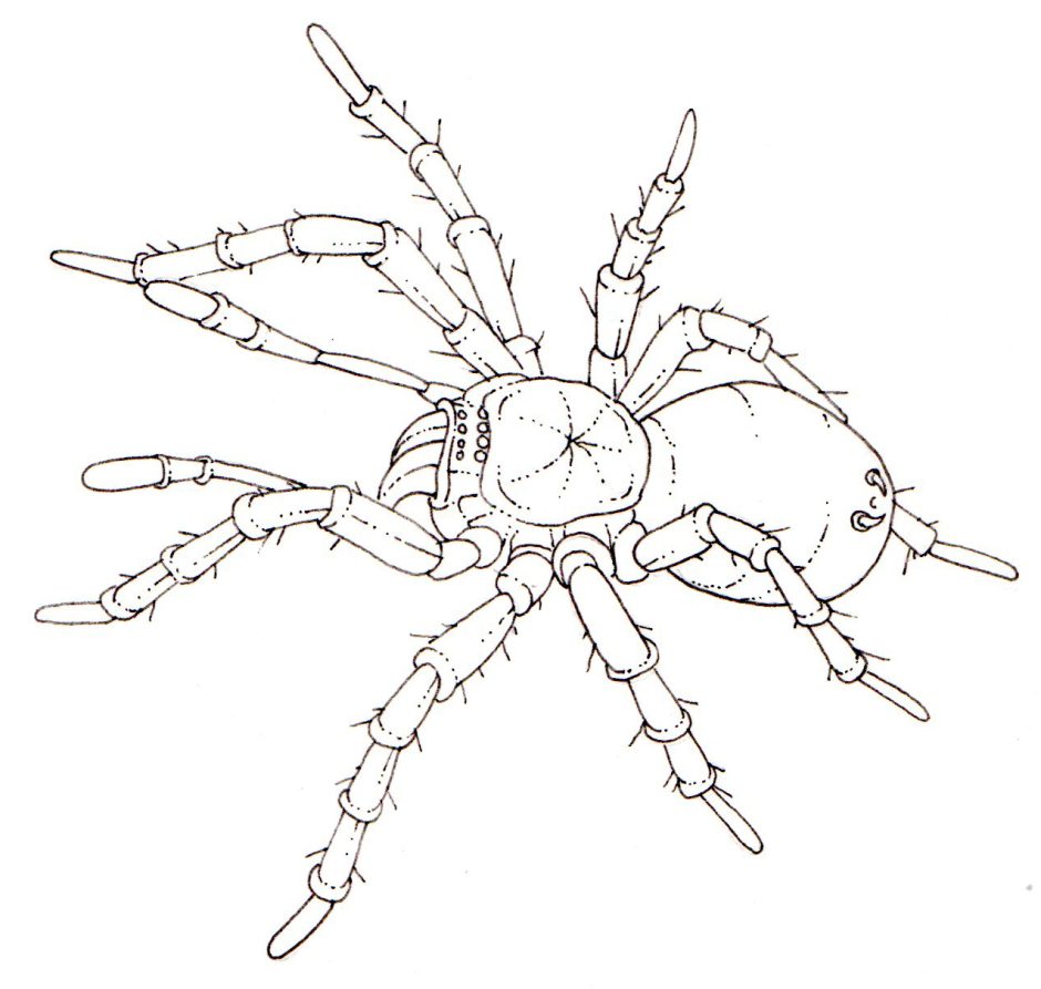 Arachnid / Spiders, scorpions and mites Archives - Lizzie Harper