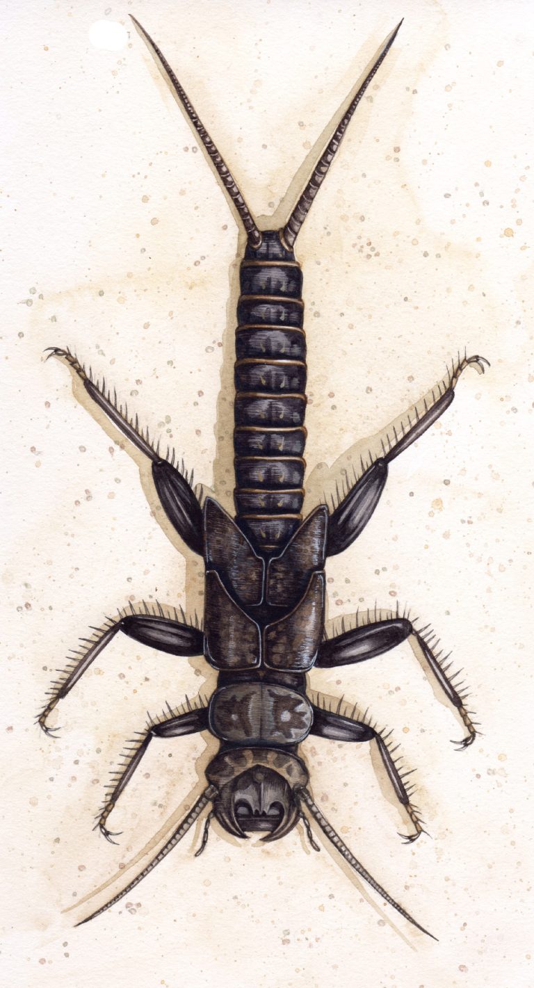 Stonefly larva Plecoptera 2 - Lizzie Harper