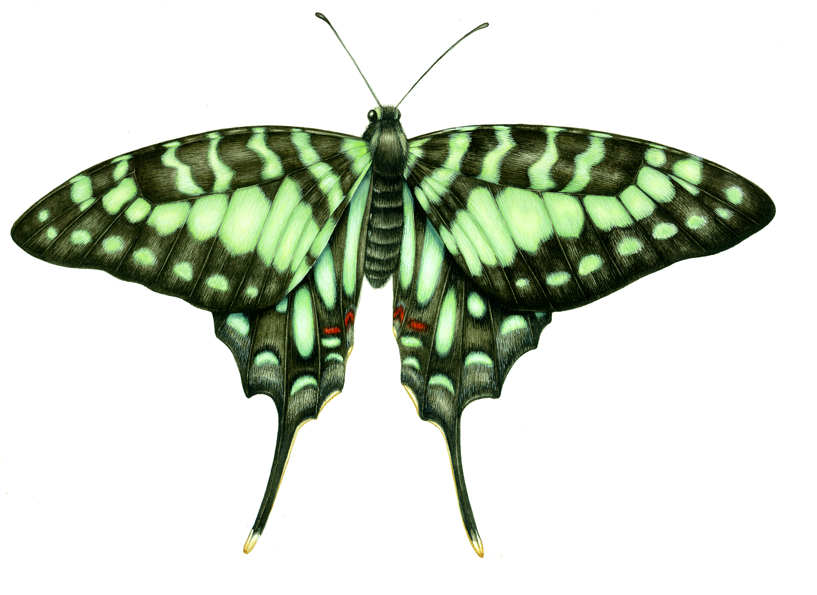 Large striped swordtail Graphium antheus - Lizzie Harper