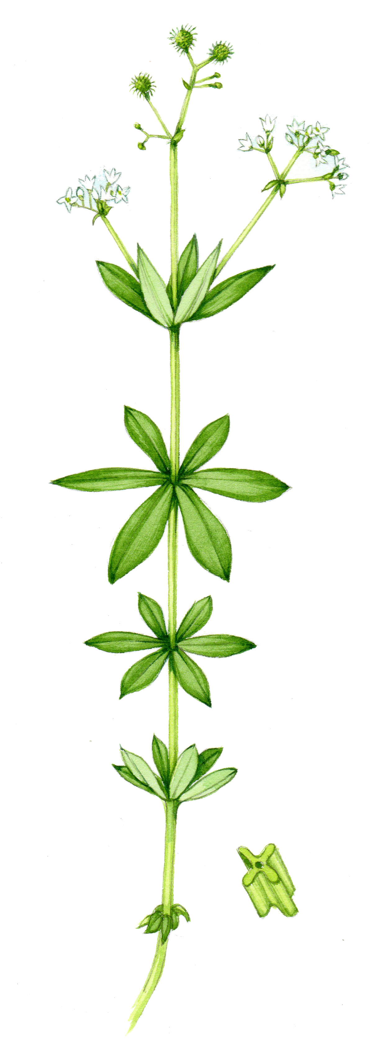 Sweet woodruff Asperula odorata - Lizzie Harper