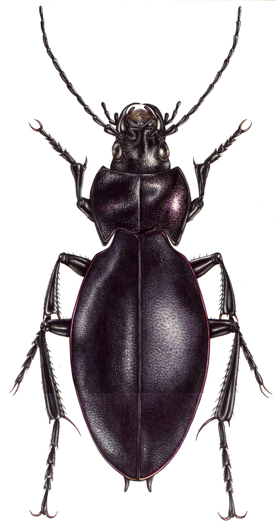 Coleoptera / Beetles Archives - Lizzie Harper