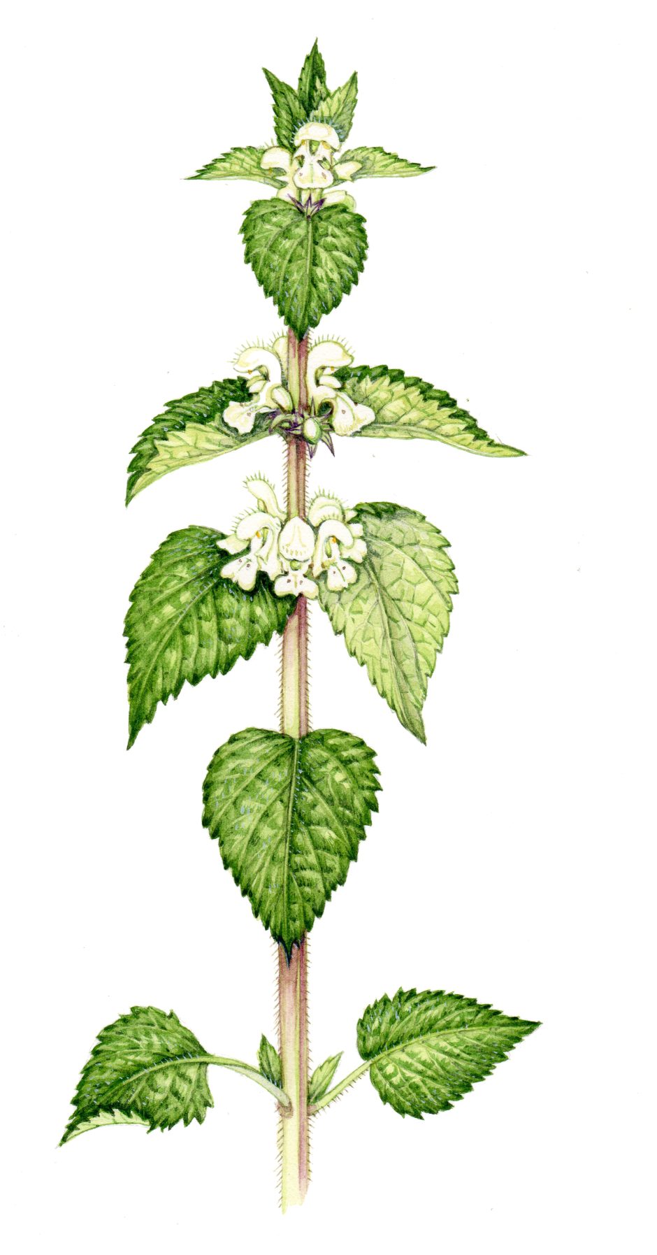 White Dead-nettle - Lizzie Harper