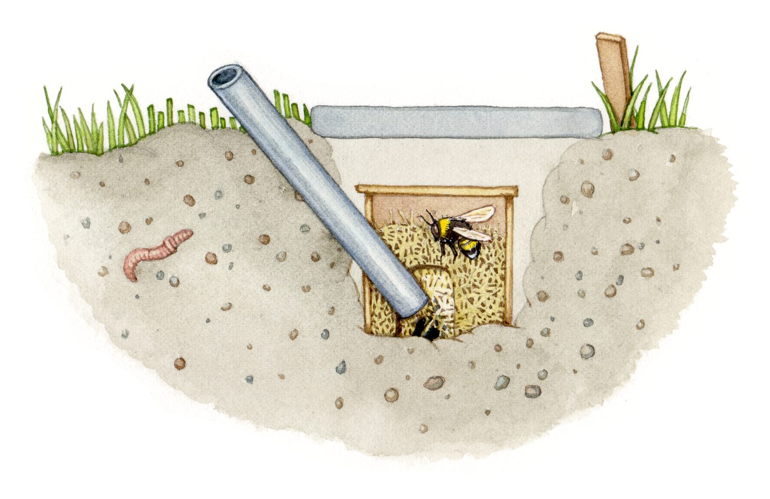 Bumblebee home 2 - Lizzie Harper