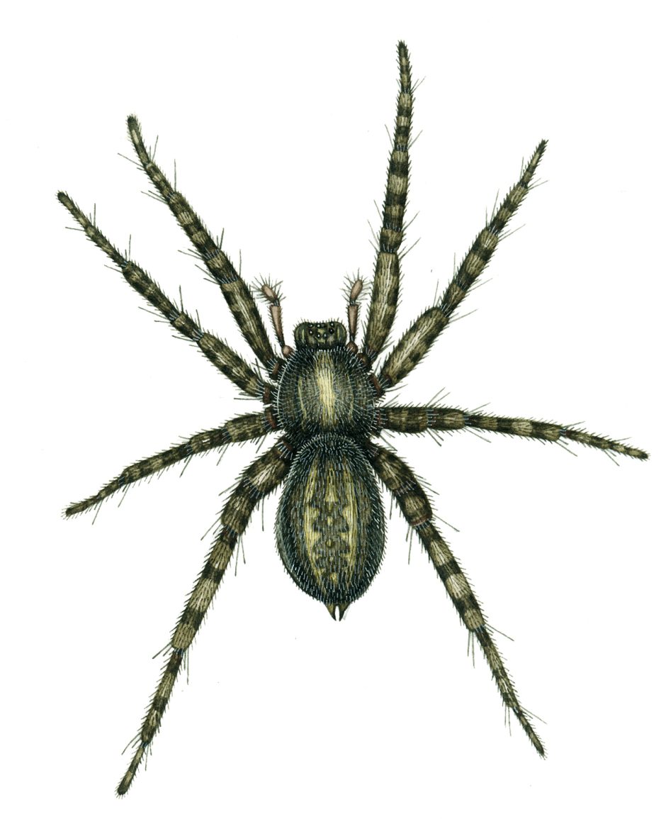 Arachnid Spiders Scorpions And Mites Archives Lizzie Harper