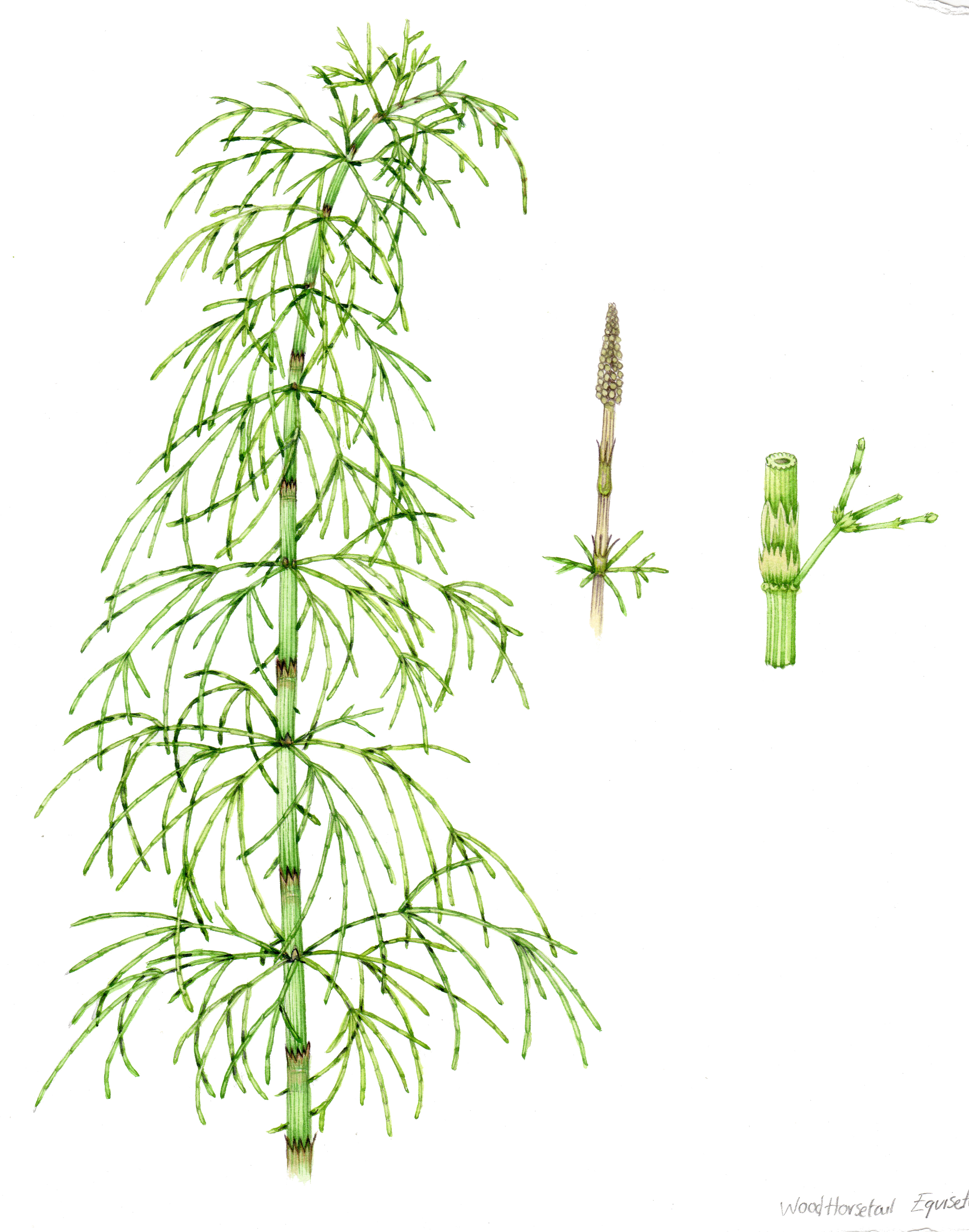 Wood horsetail Equisetum sylvestris - Lizzie Harper