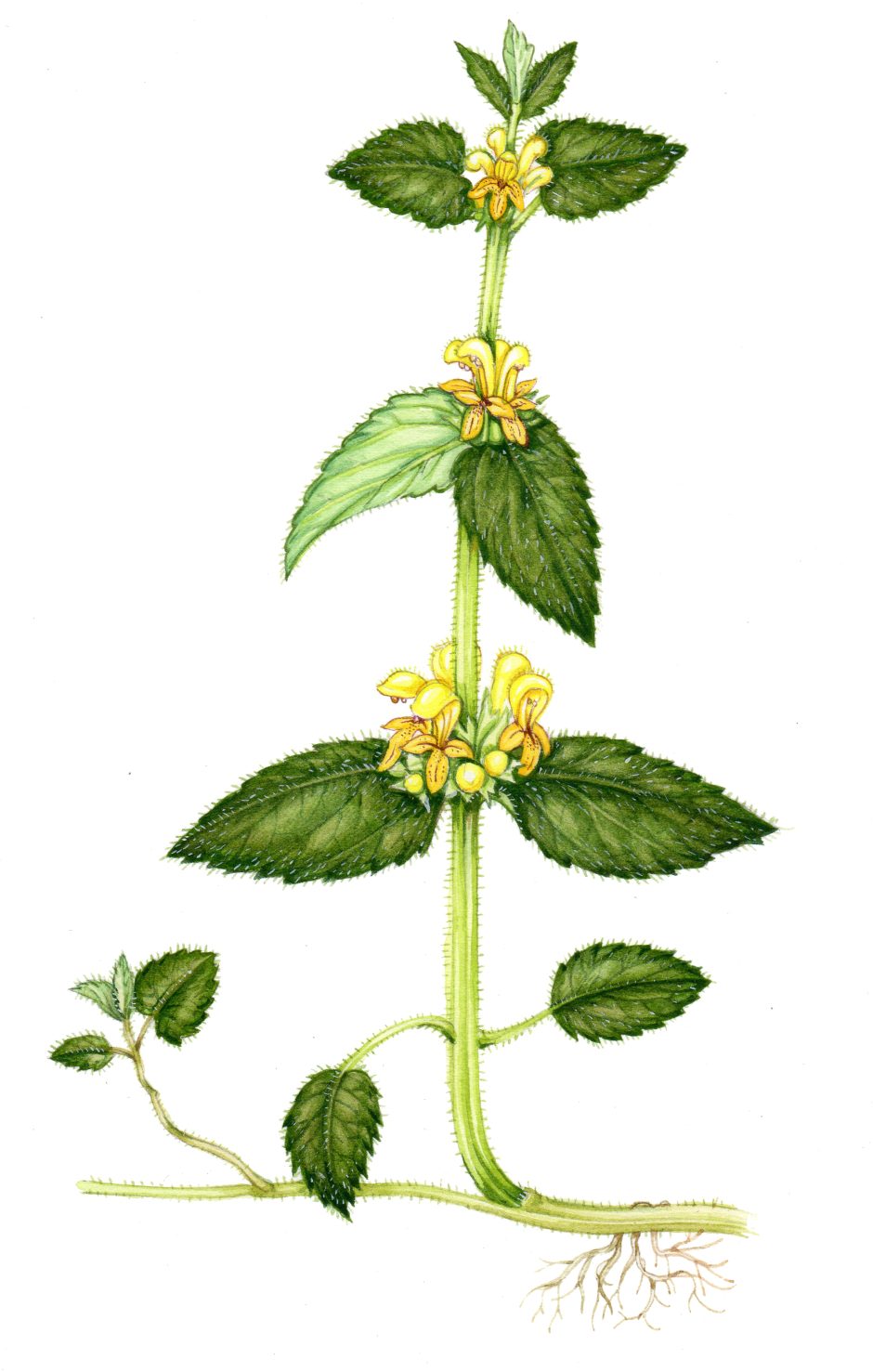 Botanical illustration Archives - Page 20 of 37 - Lizzie Harper