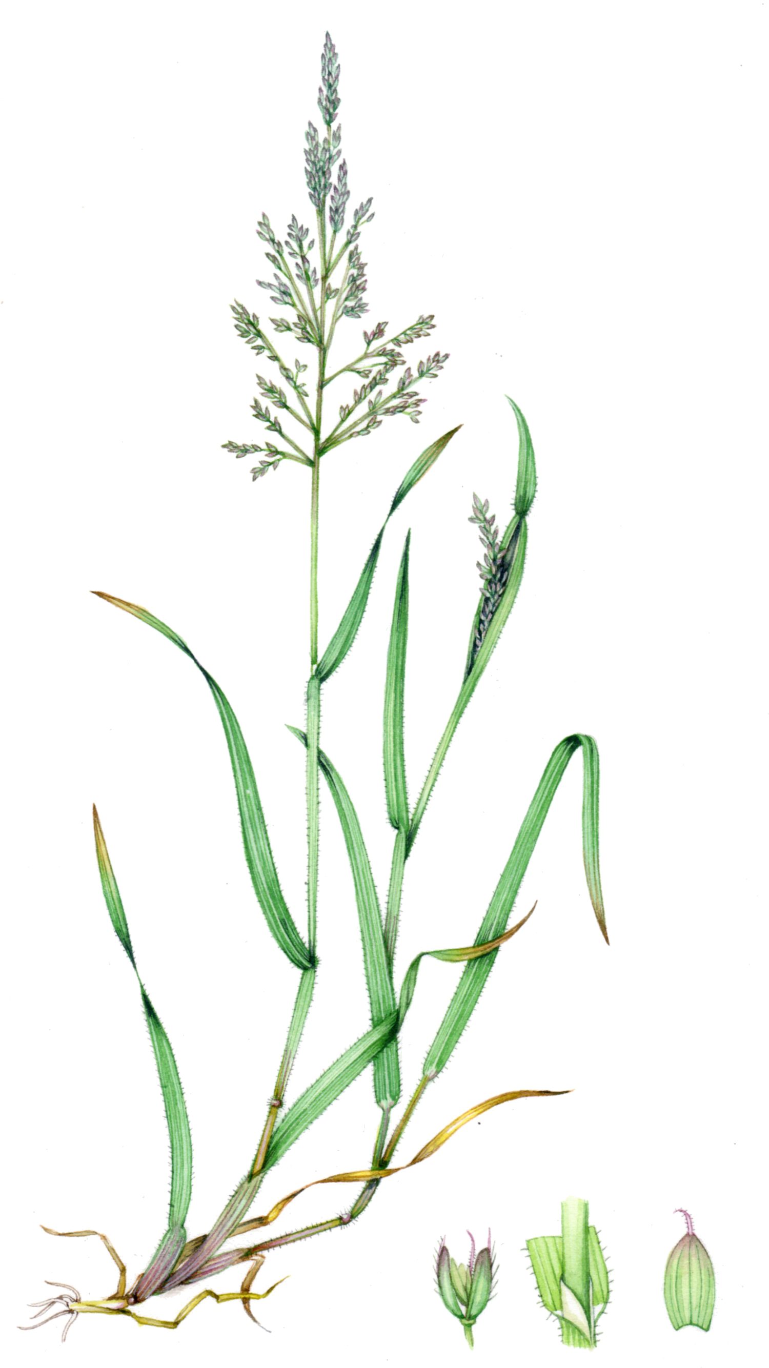 Common Grass species identification: Some easy shortcuts - Lizzie Harper