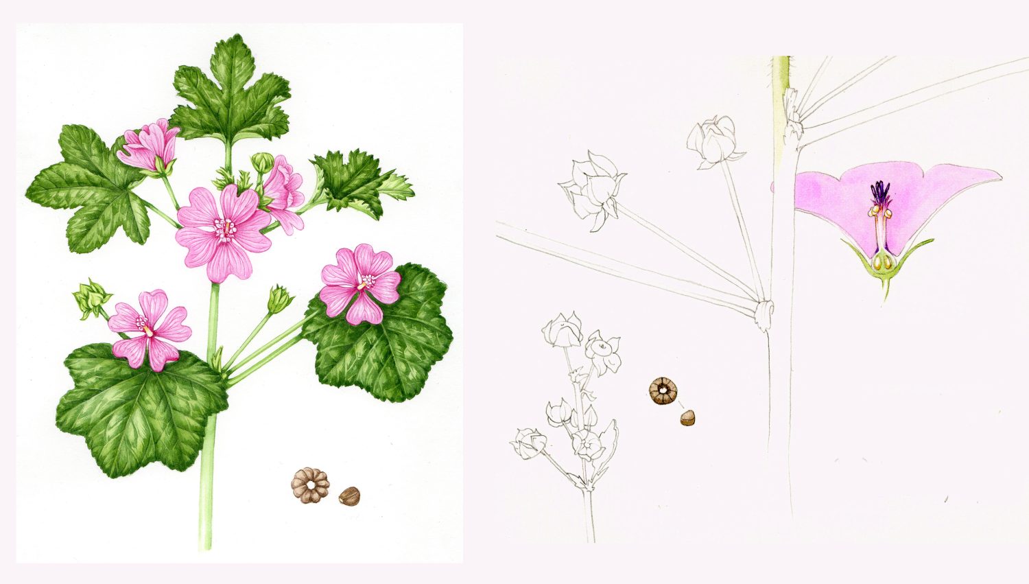 learning plants through drawing - Lizzie Harper