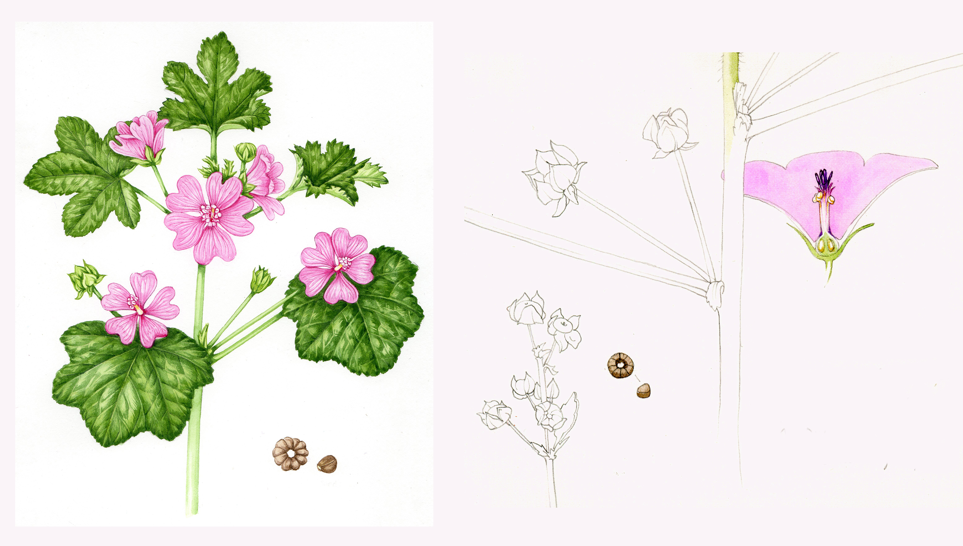Mallow Malvus sylvestris - Lizzie Harper