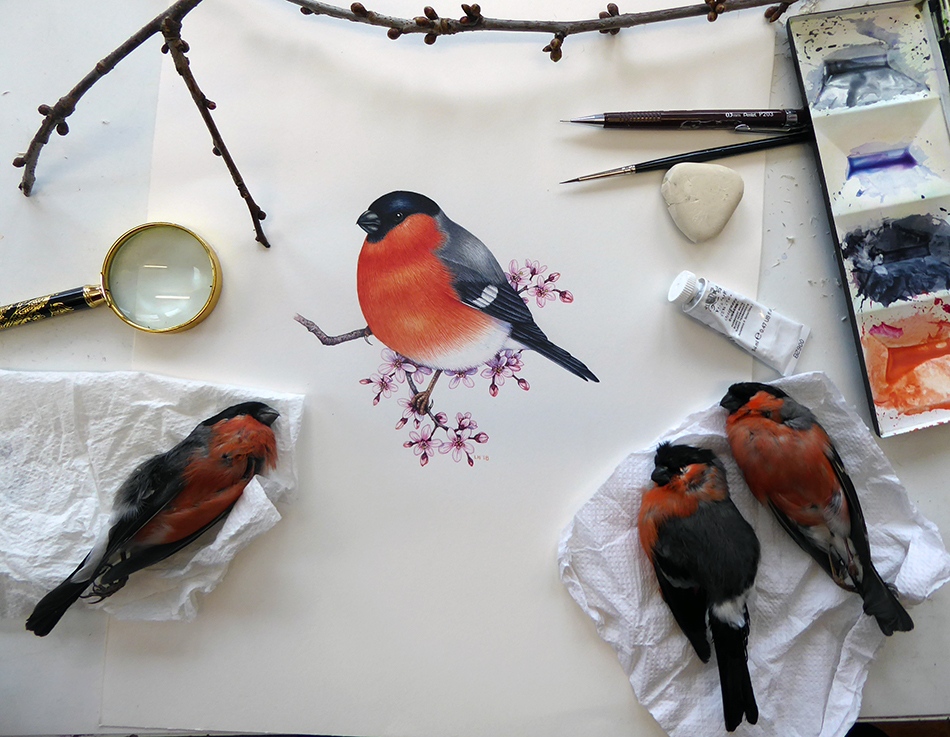 bullfinch done with dead bird ref - Lizzie Harper