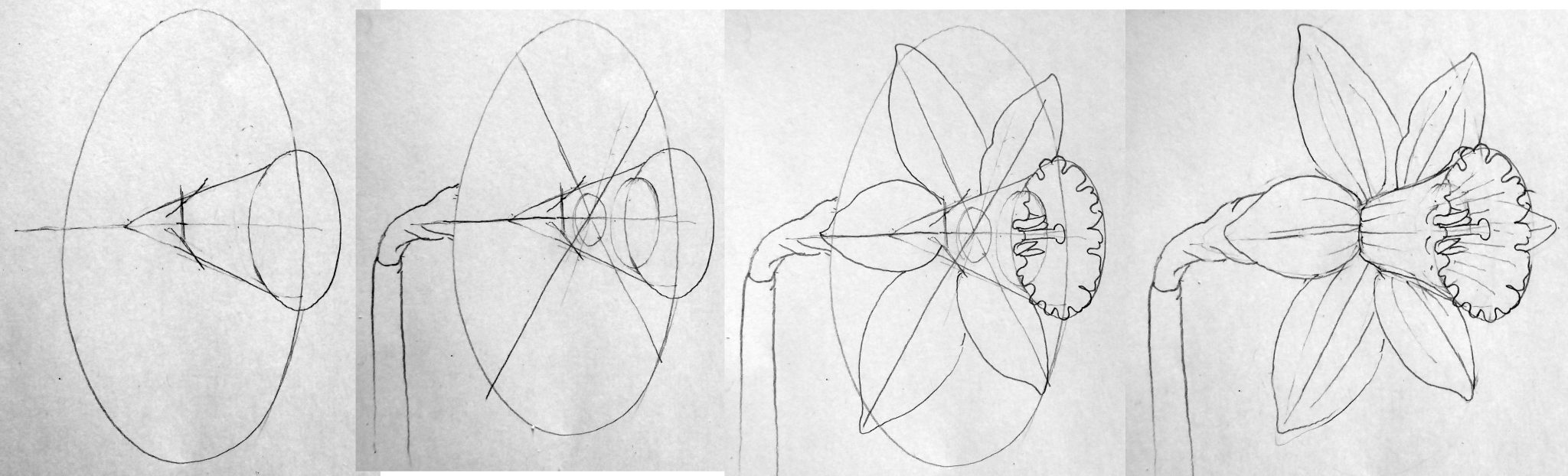 learning plants through drawing - Lizzie Harper