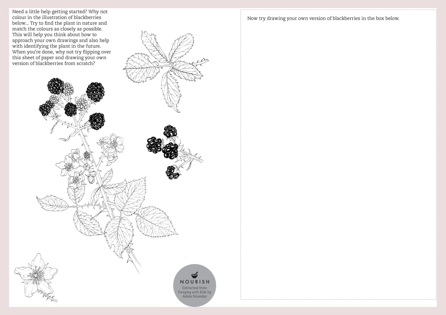 learning plants through drawing - Lizzie Harper