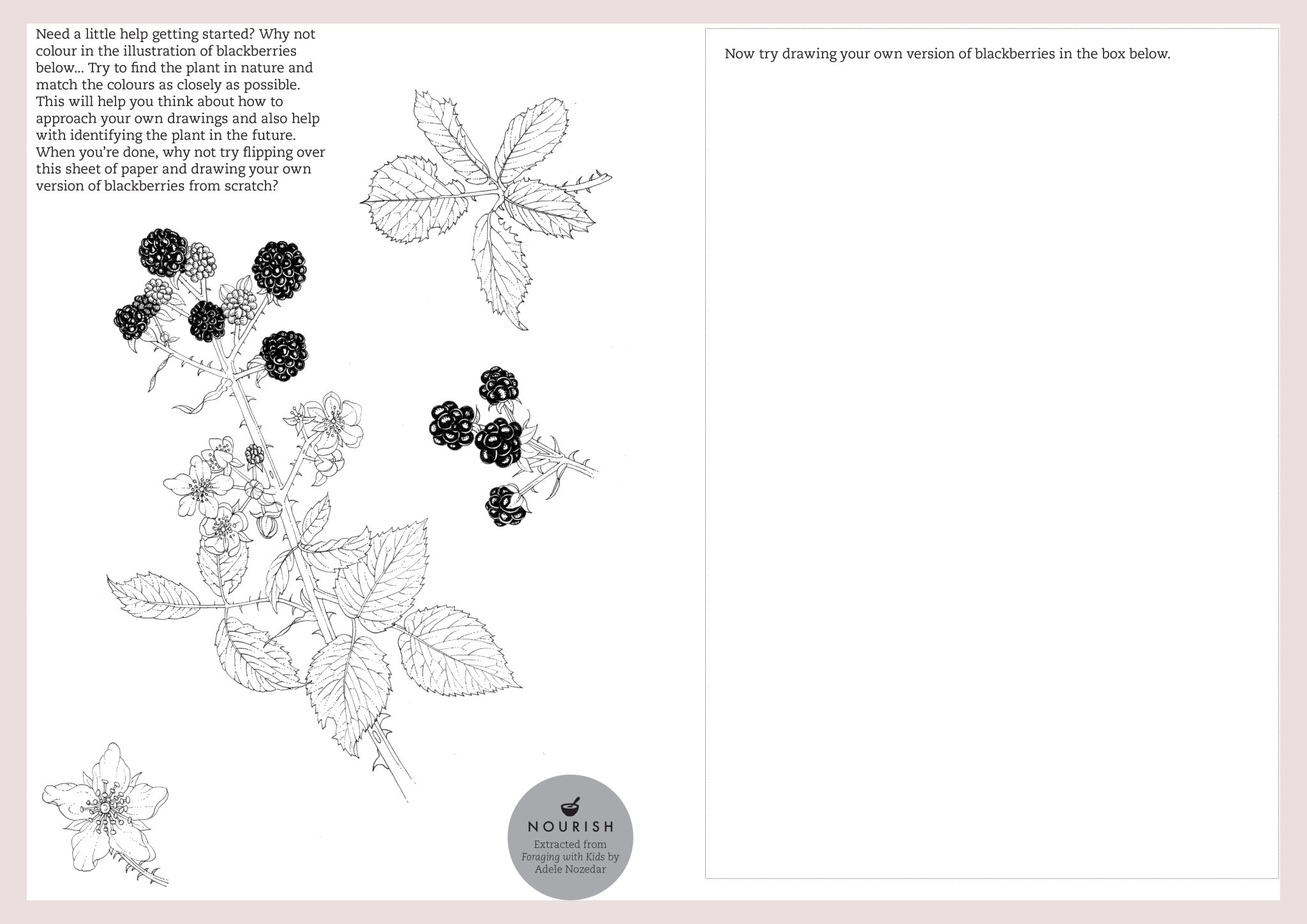 learning plants through drawing - Lizzie Harper