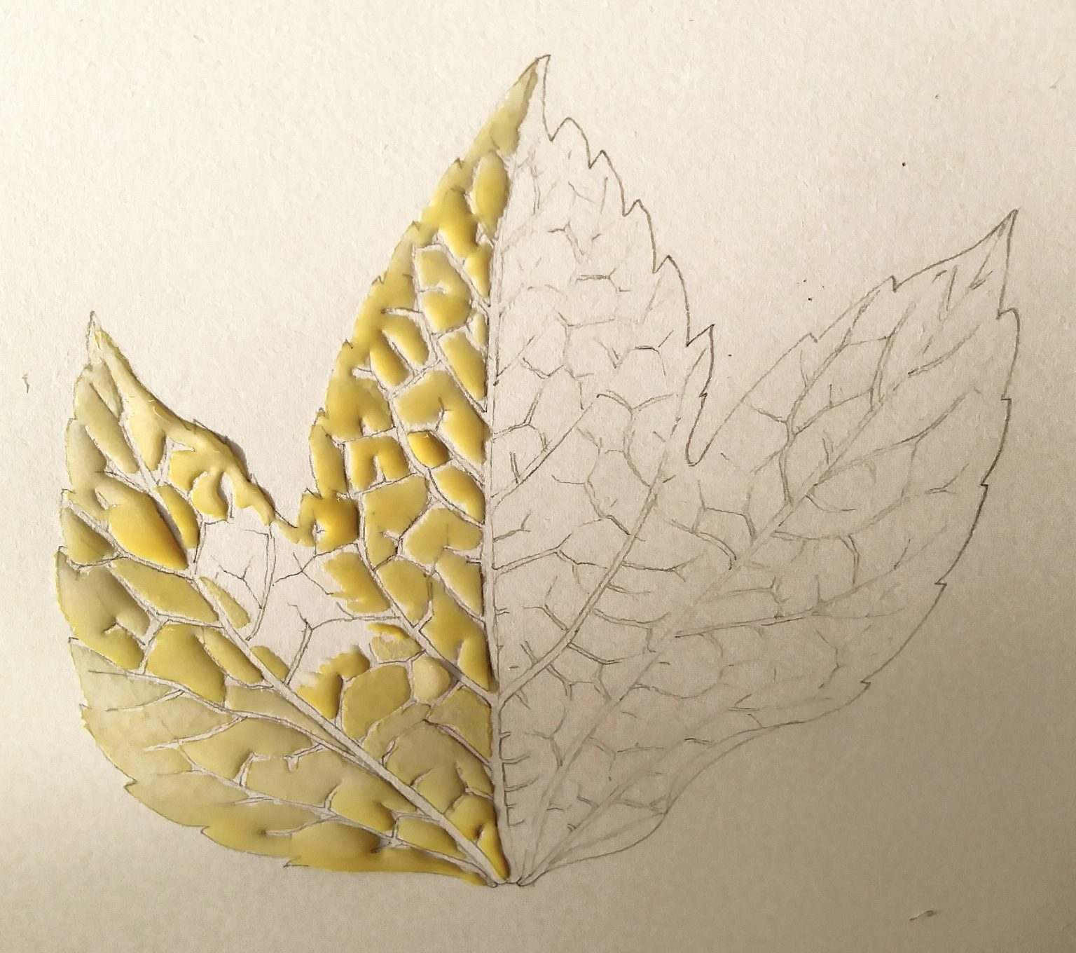 Botanical Illustration of an Autumn leaf - Lizzie Harper