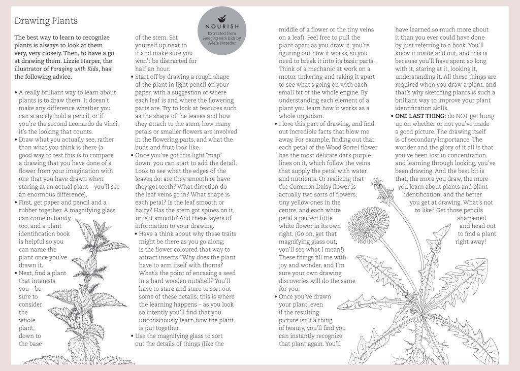 Foraging with Kids Illustrations - Lizzie Harper