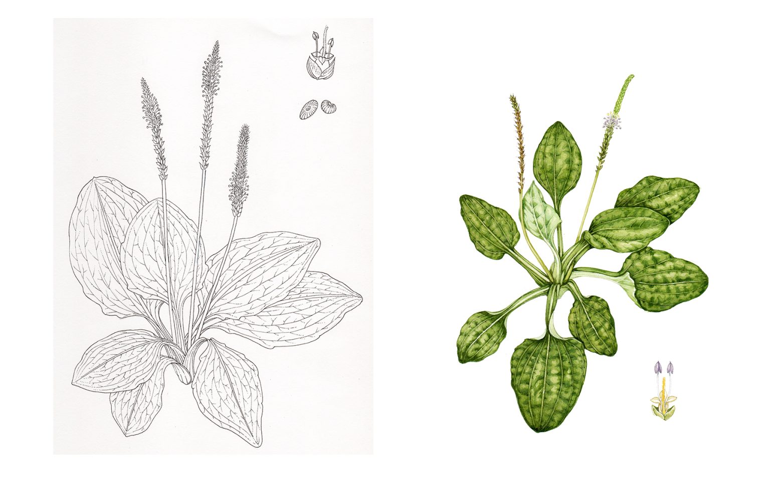 Foraging with Kids Illustrations - Lizzie Harper