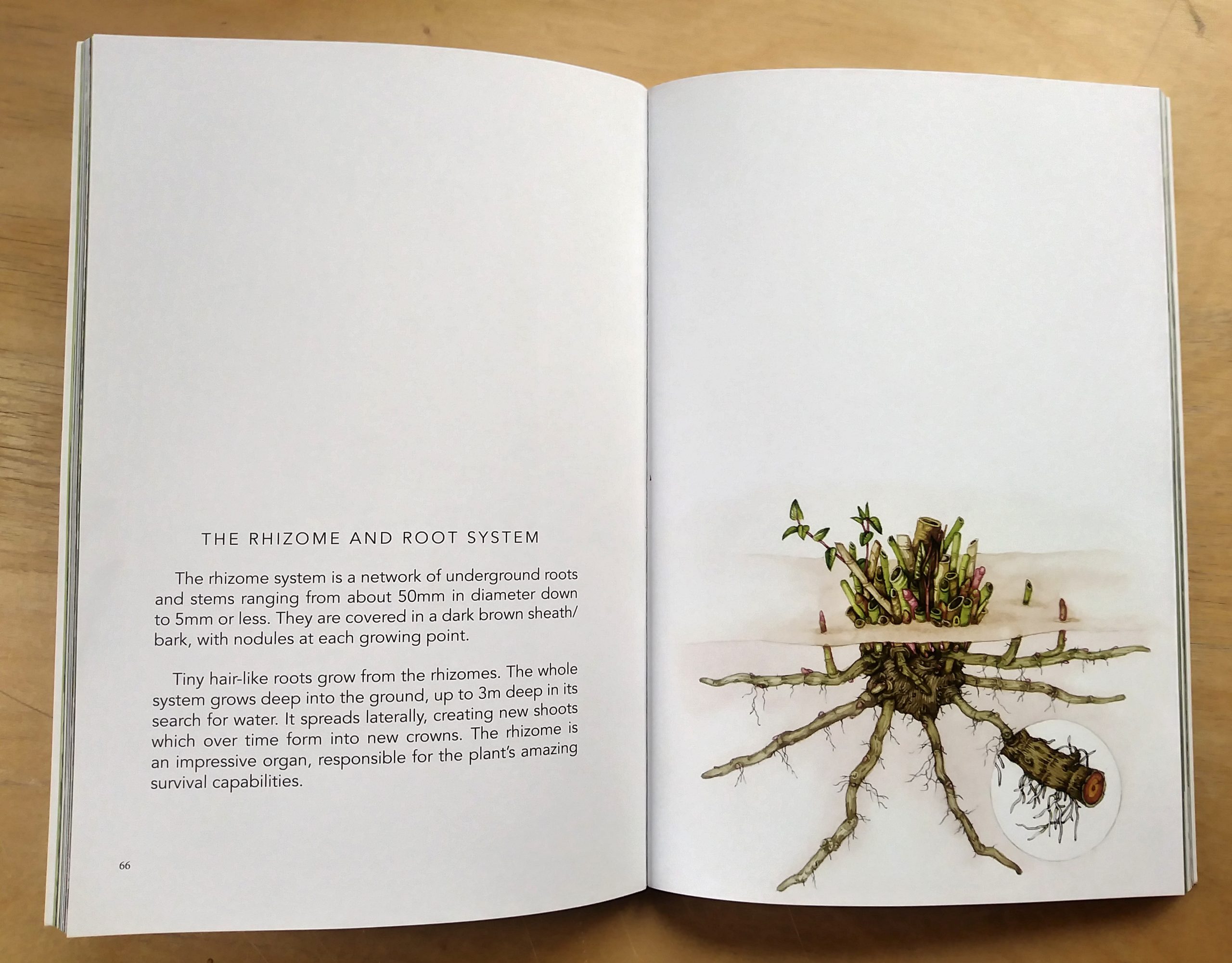 Japanese knotweed 3 - Lizzie Harper