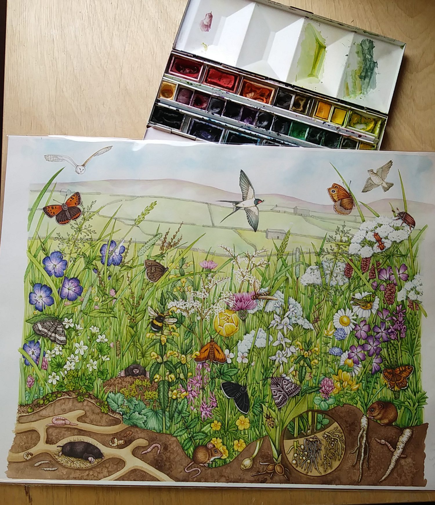 BBC Countryfile Magazine Hay meadow illustration done - Lizzie Harper