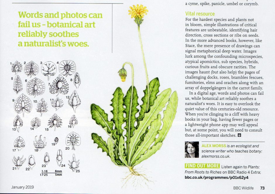 BBC Wildlife 2019 Rough hawkbit Leontondon hispidus - Lizzie Harper