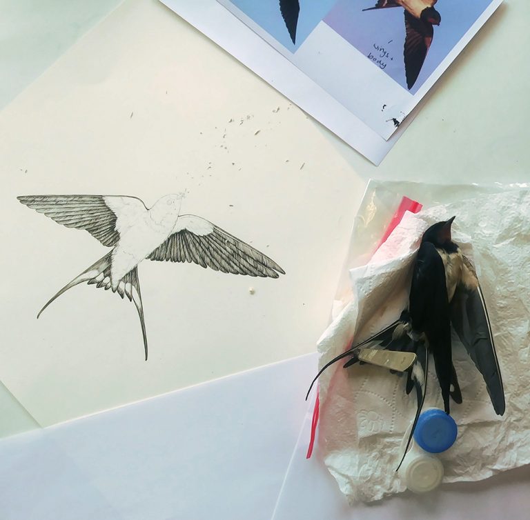 Step by Step Barn Swallow - Lizzie Harper