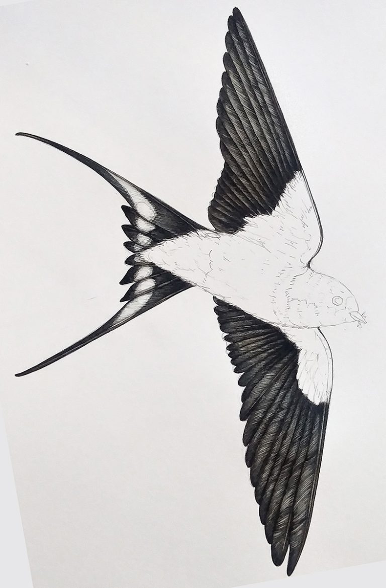 Step by Step Barn Swallow - Lizzie Harper