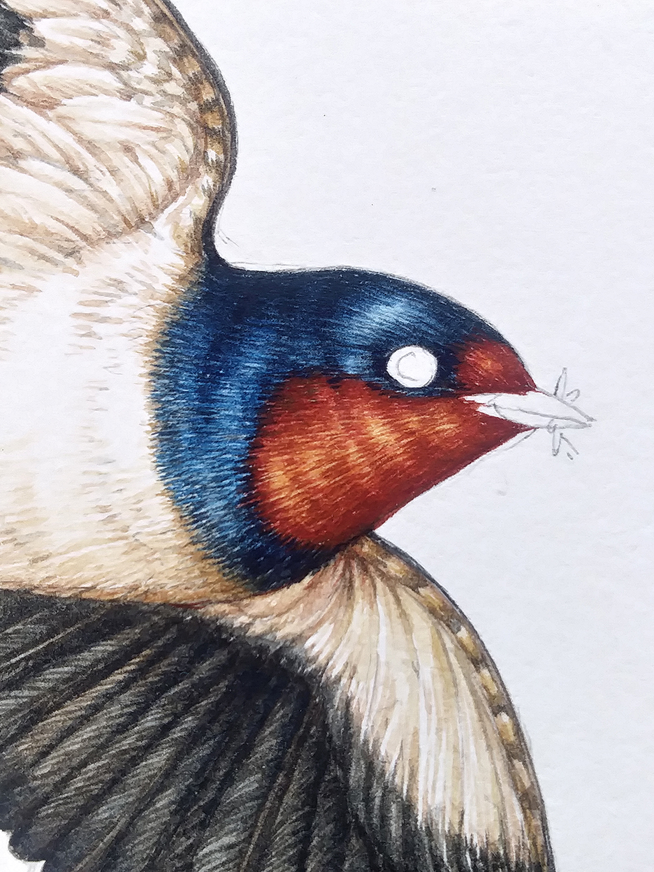 Step by Step Barn Swallow - Lizzie Harper