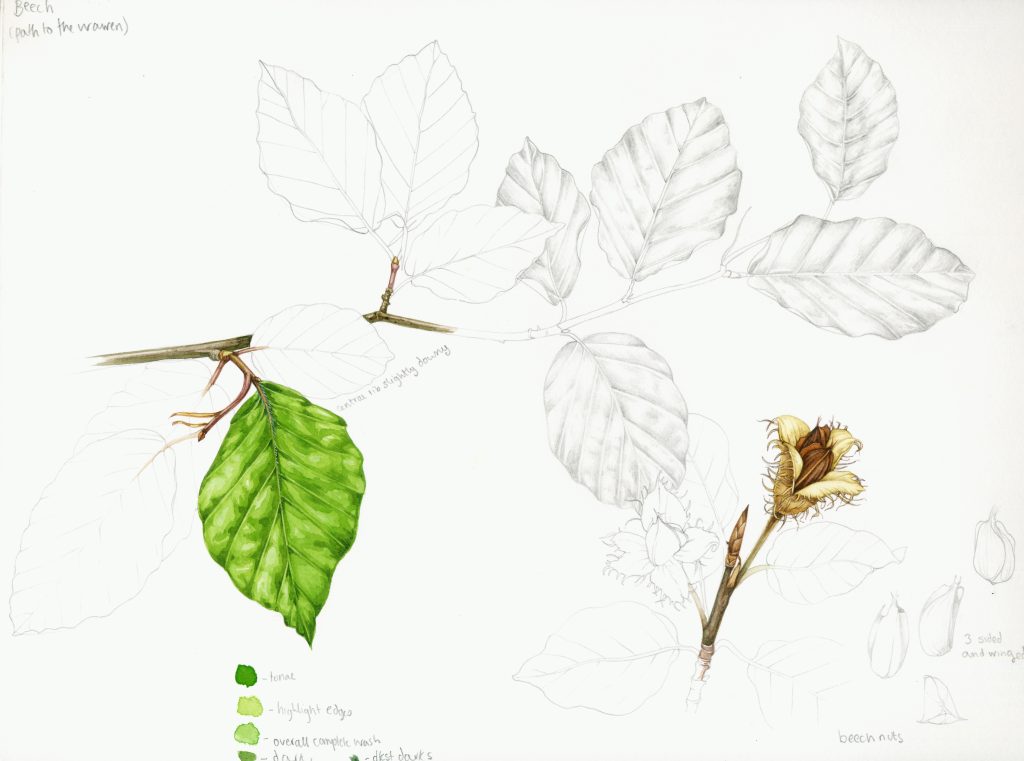 Beech Fagus sylvatica sketchbook study - Lizzie Harper