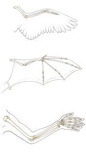 Homologous structures vertebrate forelimb bones - Lizzie Harper
