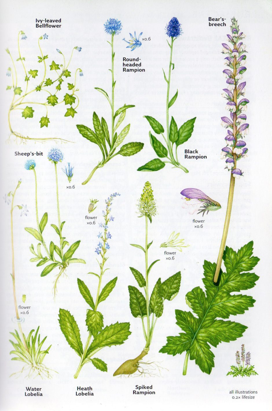 Collins Flower Guide Campanulaceae - Lizzie Harper