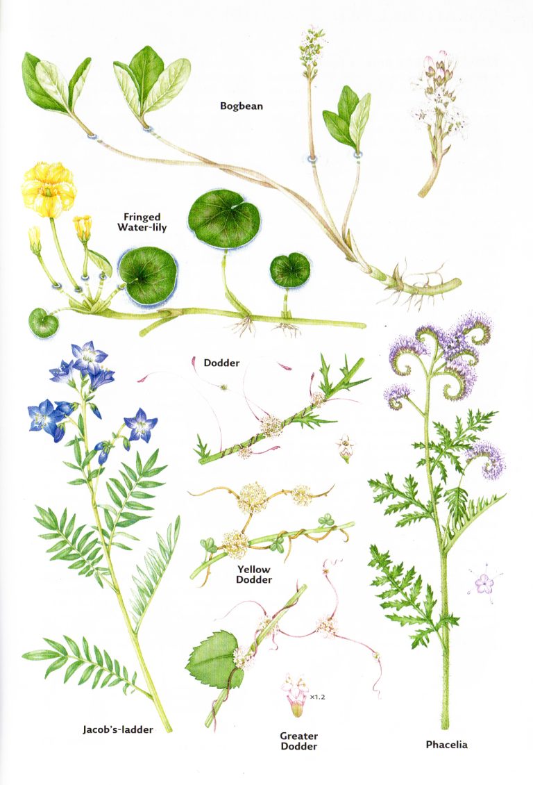 Collins Flower Guide Dodders Bogbean Polemoniaceae - Lizzie Harper