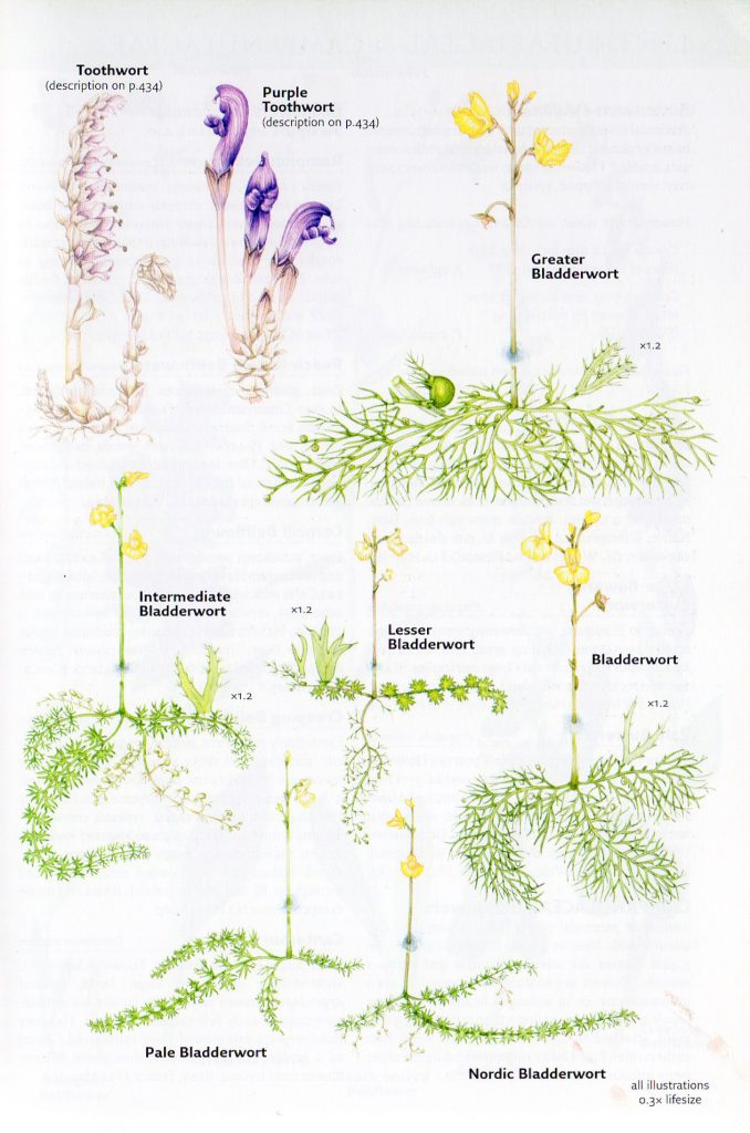 Collins Flower Guide Lentibulareaceae - Lizzie Harper