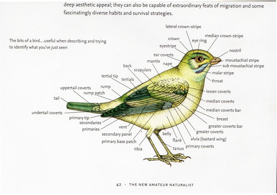Complete Naturalist bird anatomy - Lizzie Harper