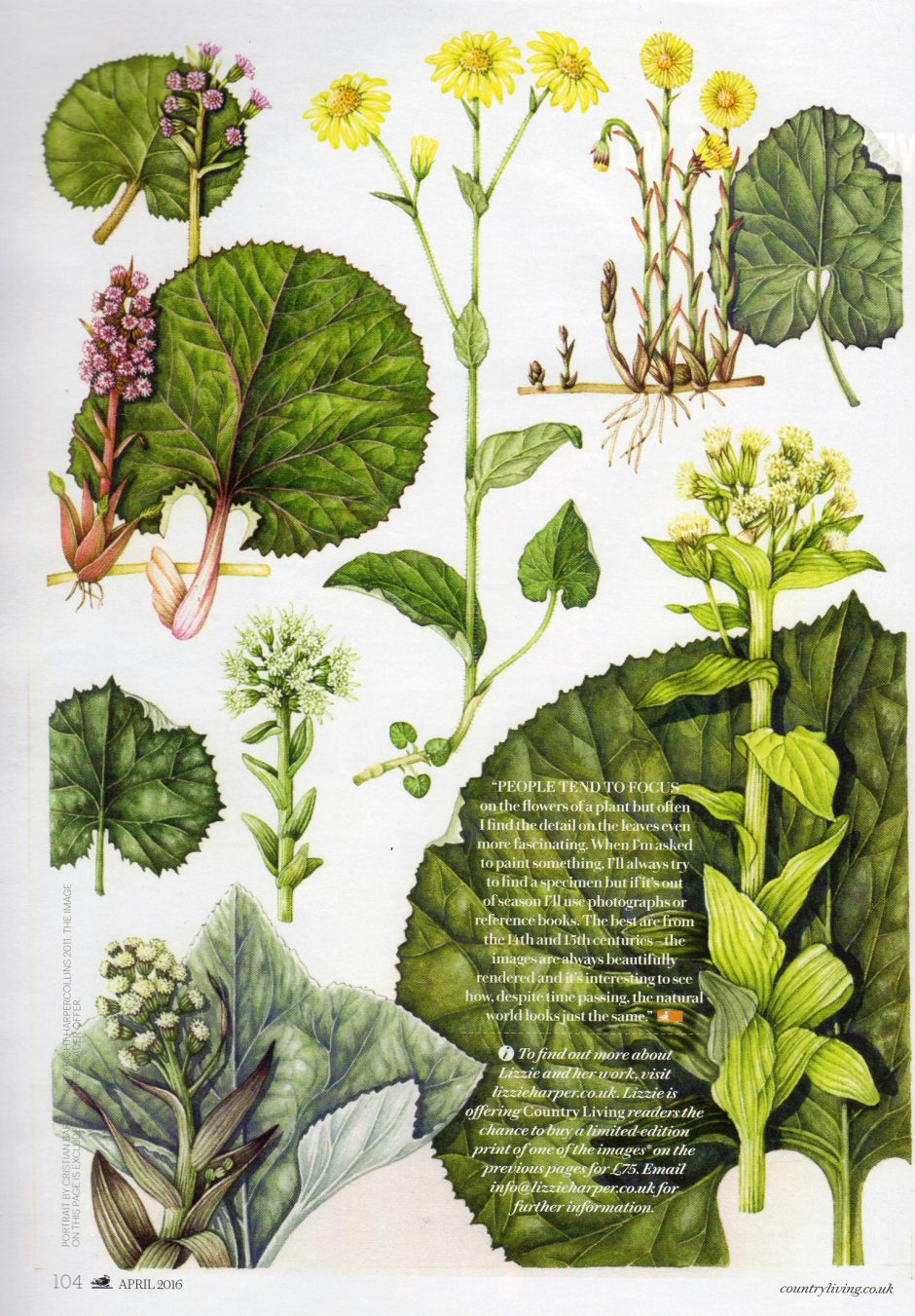 Country Living 2016 Petasites Coltsfoot Doricum Harper Collins plate ...
