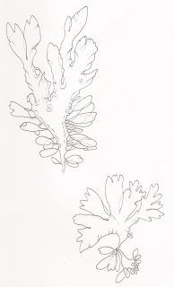 Plant Evolution: A brief overview - Lizzie Harper